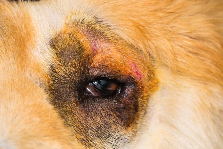 Entropion and Ectropion in Dogs – Top Lap Dogs