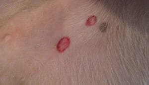 What Does Ringworm Look Like On A Dog? – Top Lap Dogs