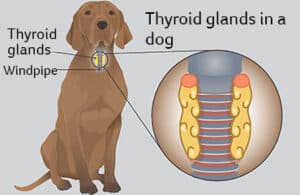 Hyperthyroidism in Dogs, what is it? – Top Lap Dogs