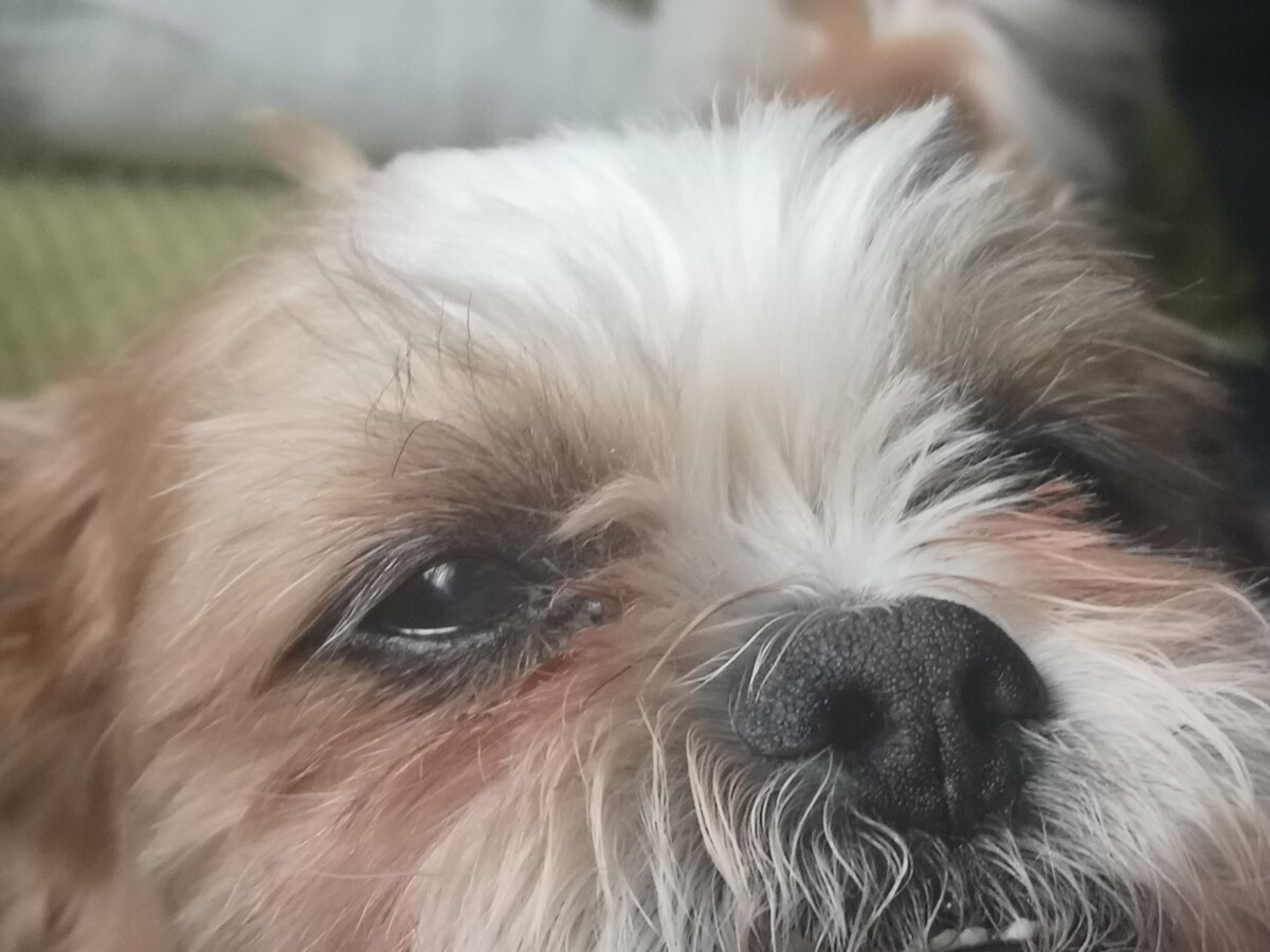 Progressive Retinal Atrophy or PRA, what is it? – Top Lap Dogs