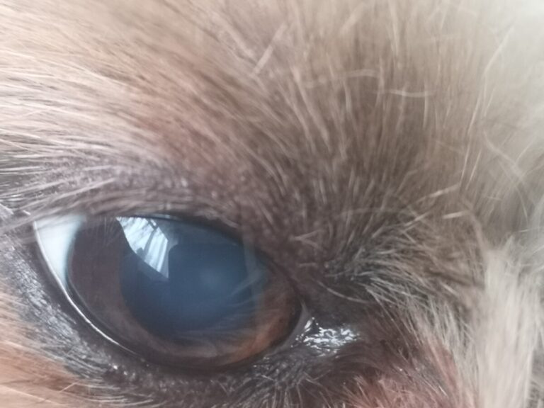 Progressive Retinal Atrophy Or PRA, What Is It?